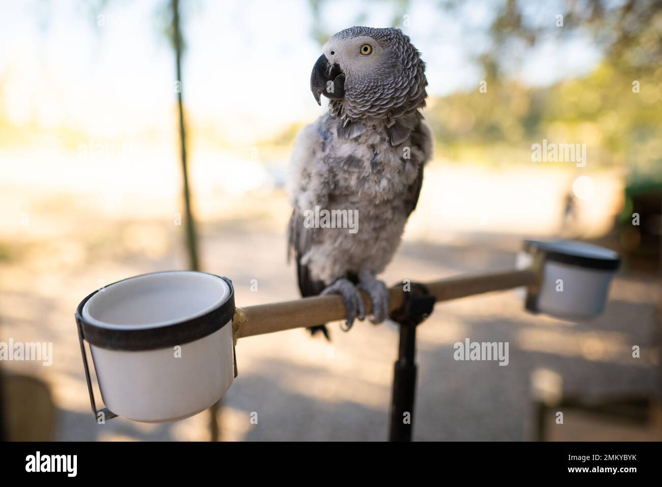 African gray parrot Jaco Stock Photo - Alamy