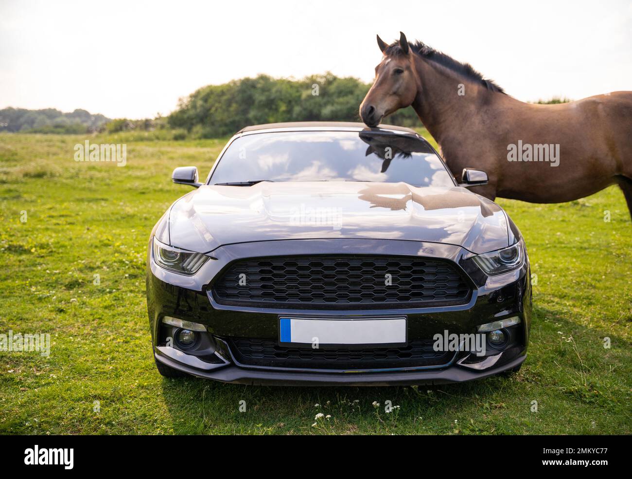 Mustang Horse Car