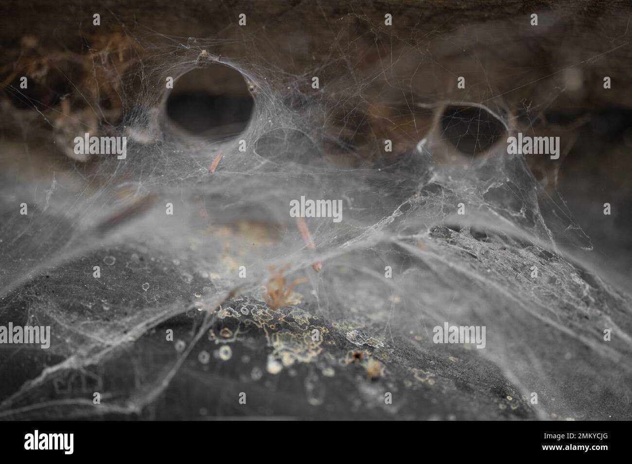 a spider made a lot of webs to trap its prey Stock Photo - Alamy