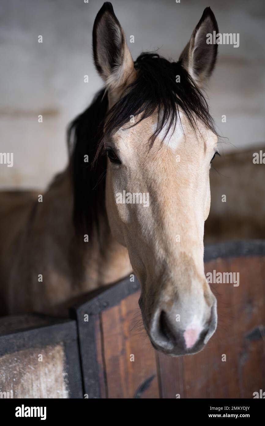 a beautiful horse in the stable Stock Photo - Alamy