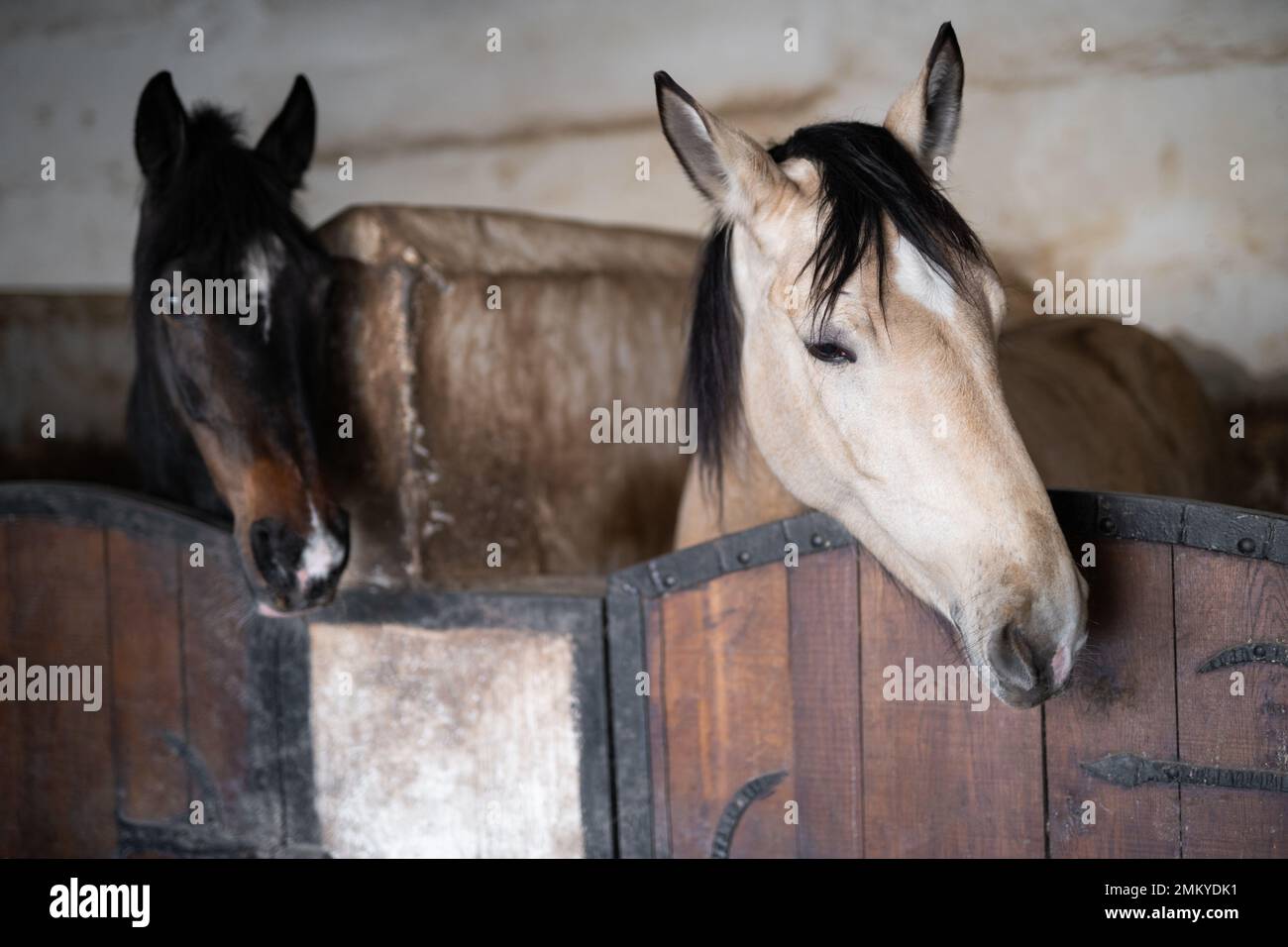 a beautiful horse in the stable Stock Photo - Alamy