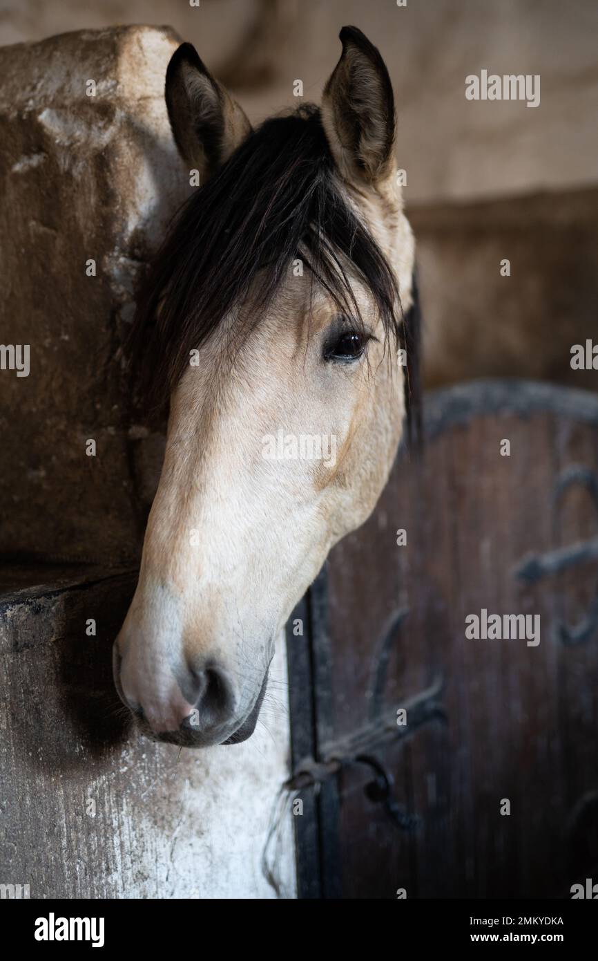 a beautiful horse in the stable Stock Photo - Alamy