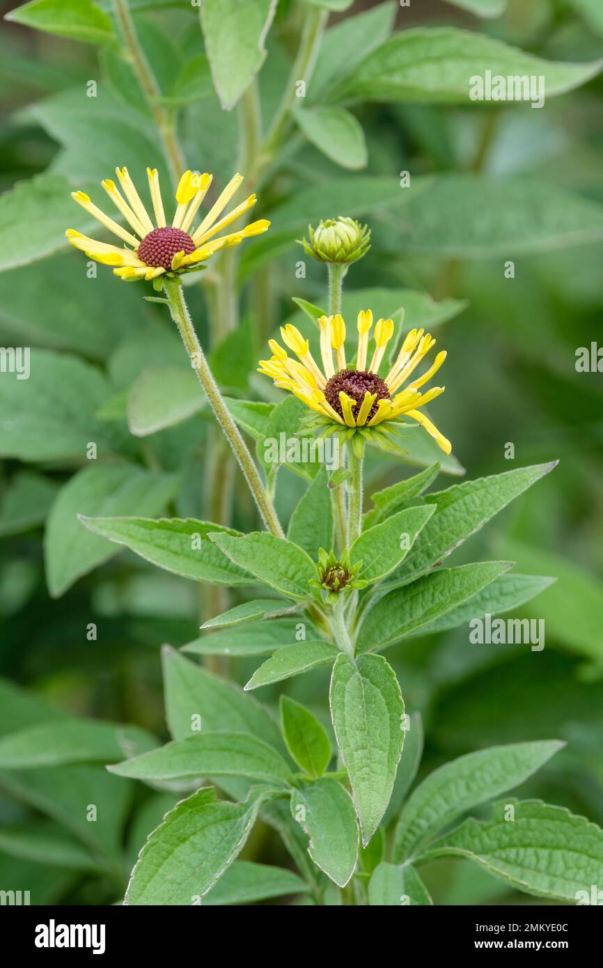 Rudbeckia subtomentosa Little Henry, perennial, Flowers, narrow, quill ...