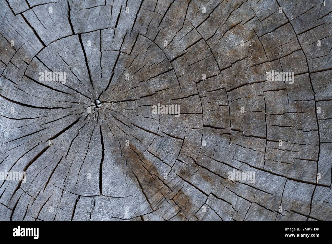 close up of wood texture with natural fibers, board material for ...