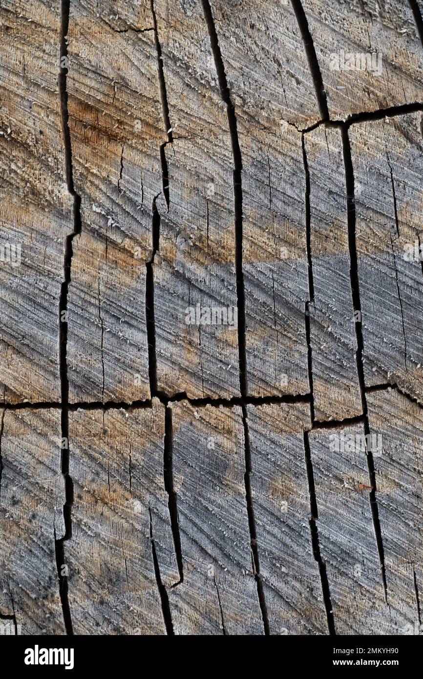 close up of wood texture with natural fibers, board material for ...