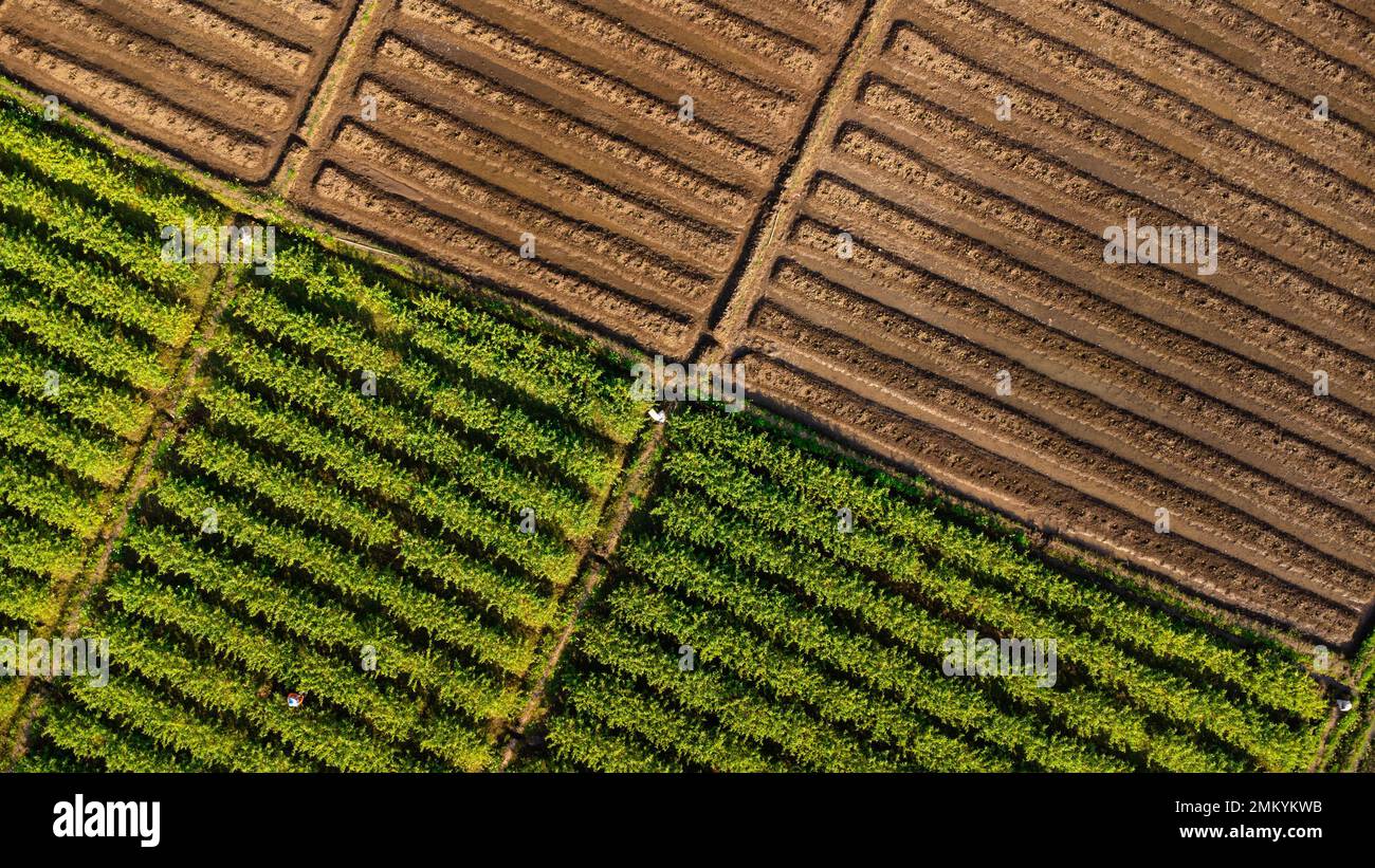 Aerial view of furrows row pattern in a plowed field prepared for ...