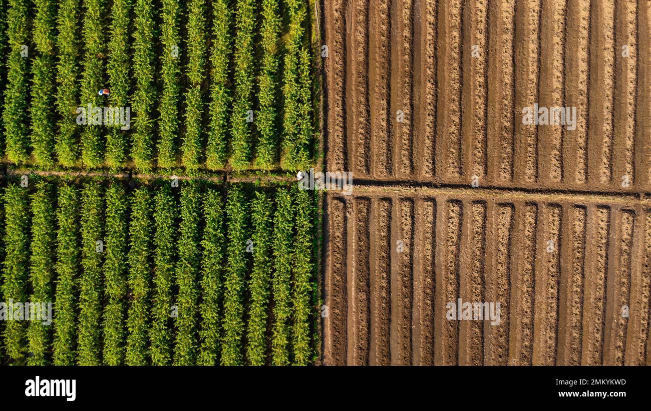 Aerial view of furrows row pattern in a plowed field prepared for ...