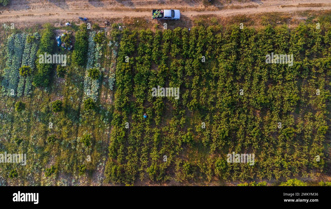 Aerial view of workers harvesting organic vegetables into baskets in ...