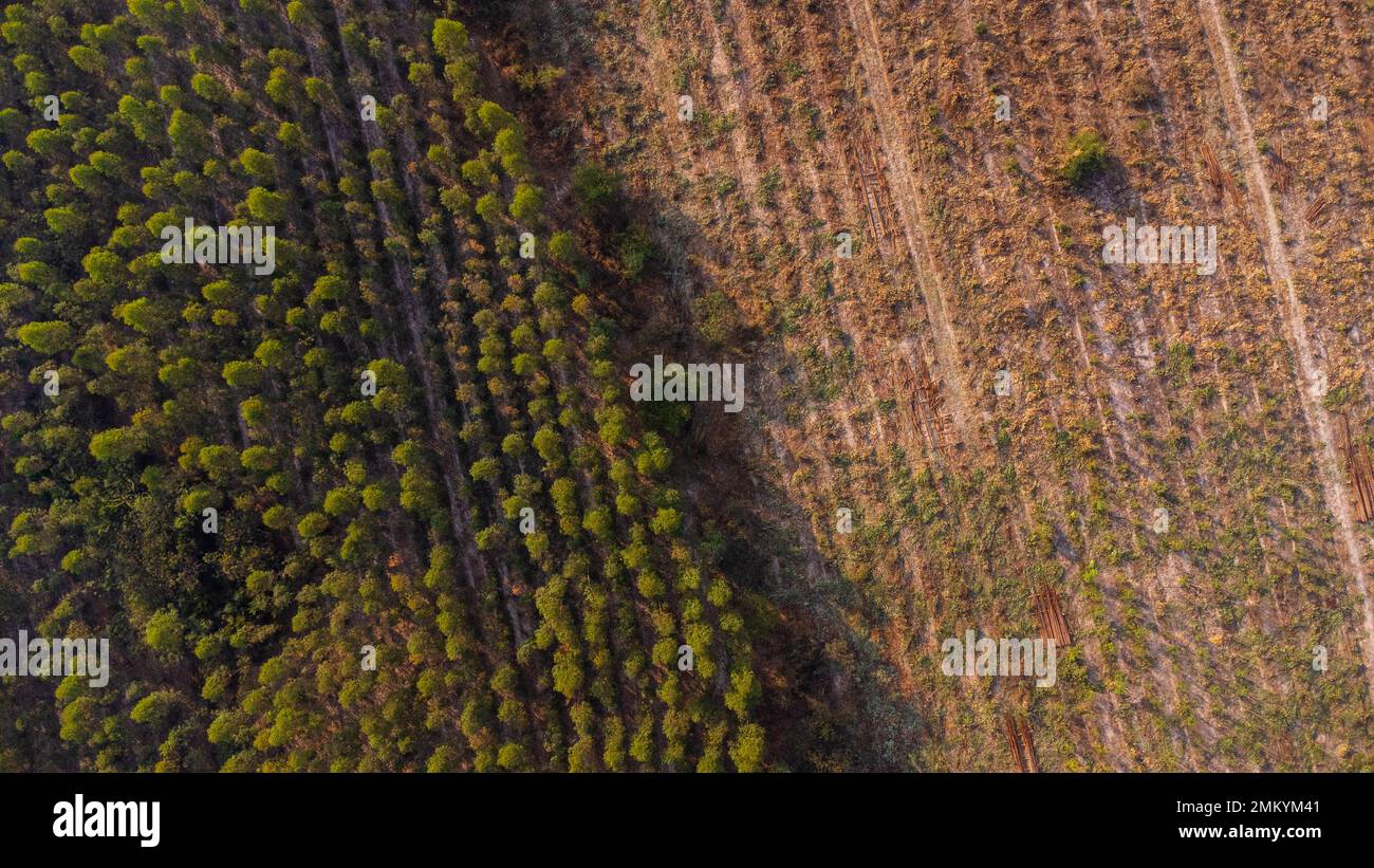 Aerial view of Plantation Eucalyptus trees being harvested for wood ...
