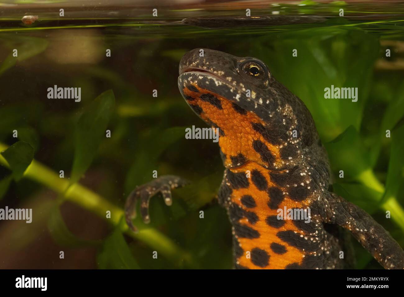 Underwater closeup on an aquatic Balkan or Buresch's crested, Triturus ...