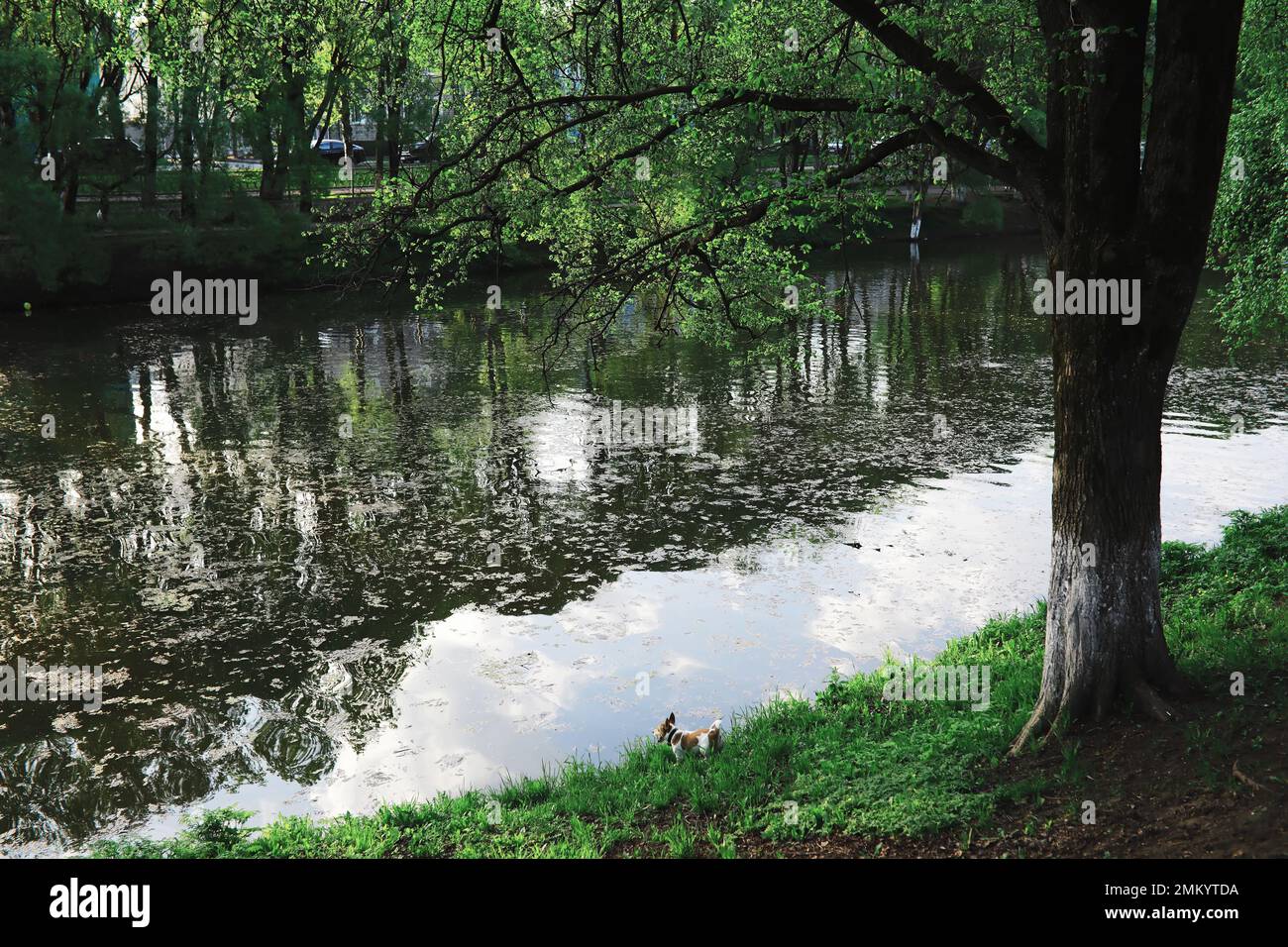 Spring nature background. Greenery trees and grasses on a sunny spring ...