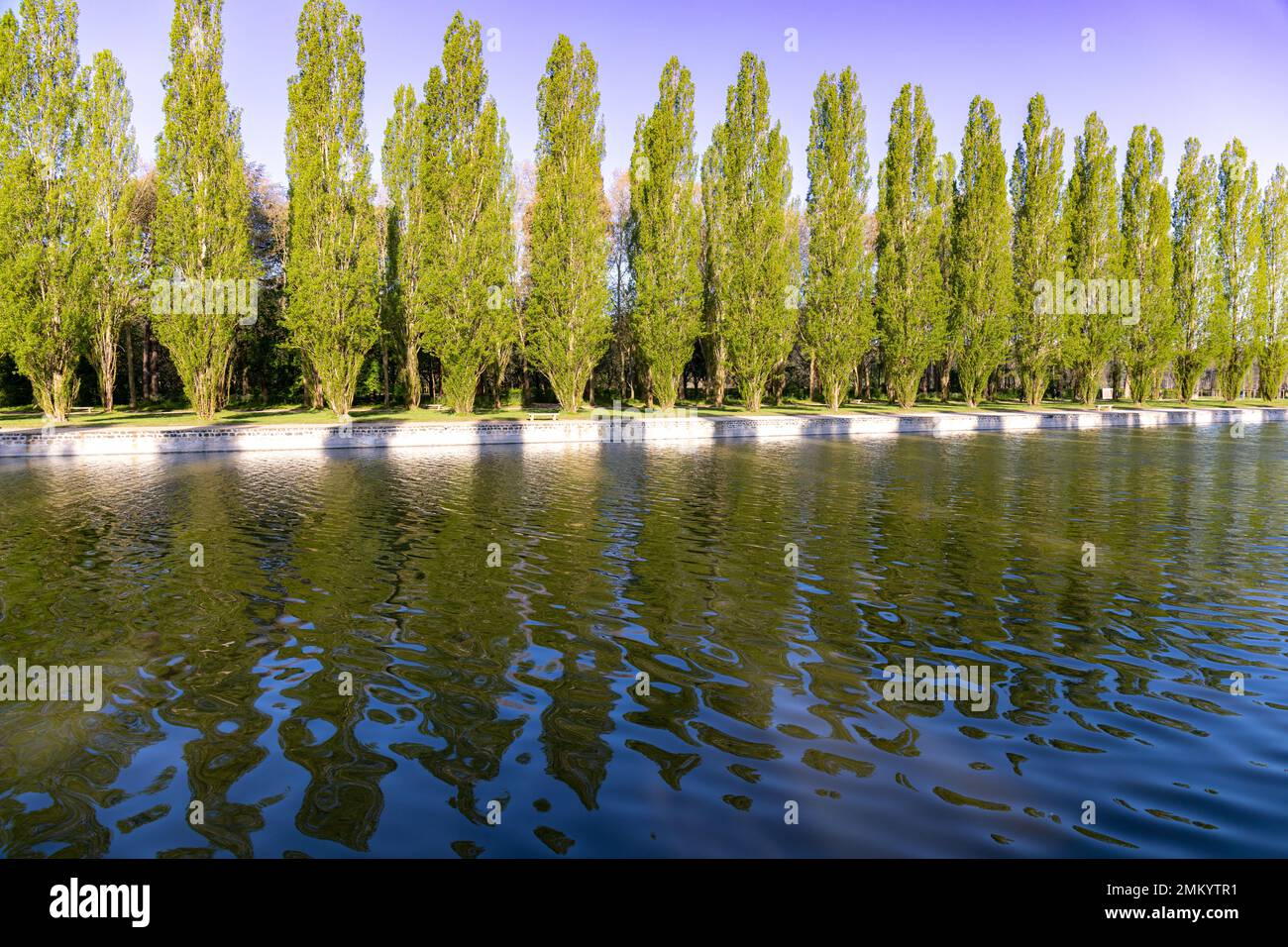 Poplar trees in Parc de Sceaux - Ile de France - Paris region - France ...