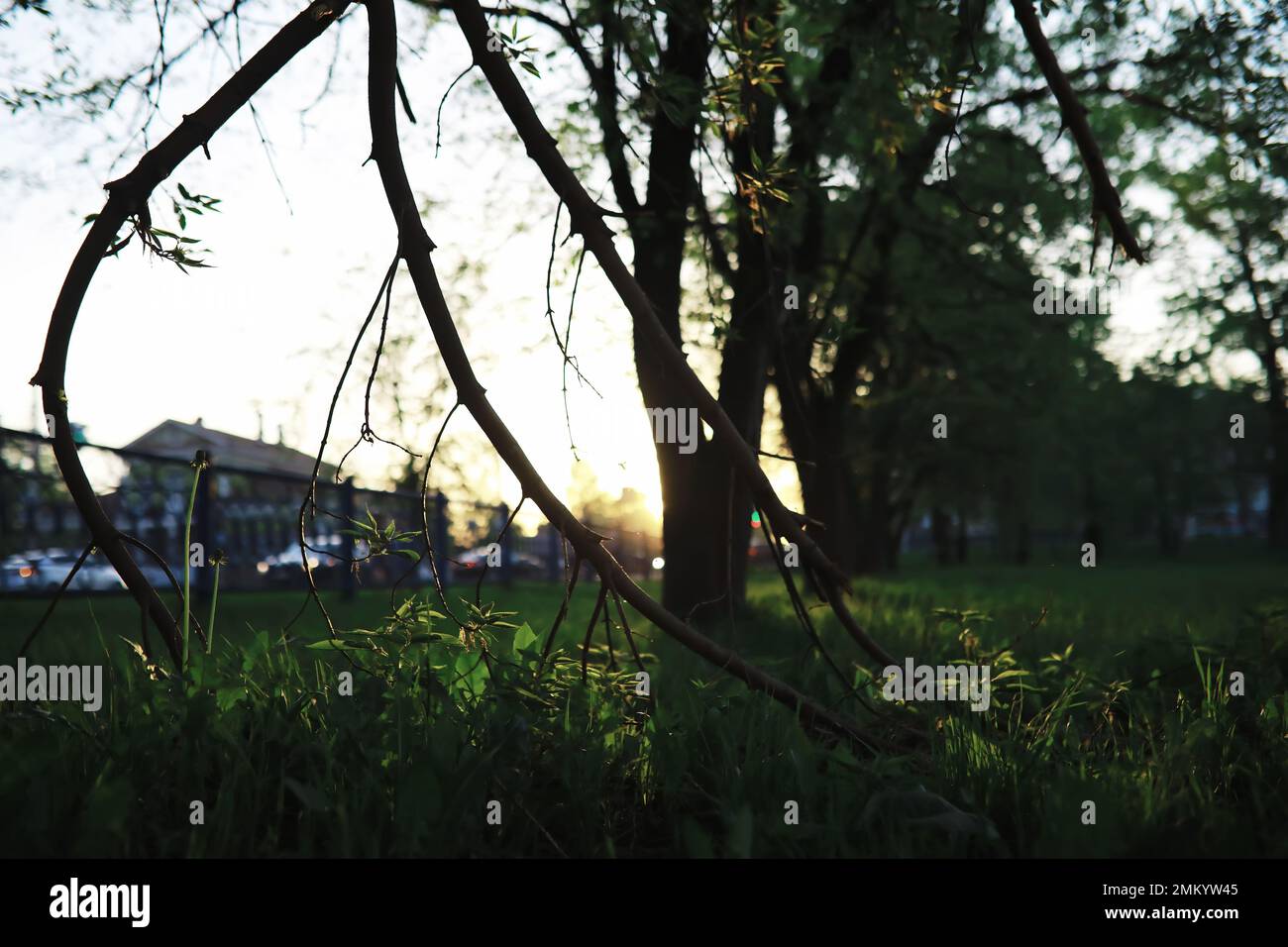 Spring nature background. Greenery trees and grasses on a sunny spring ...