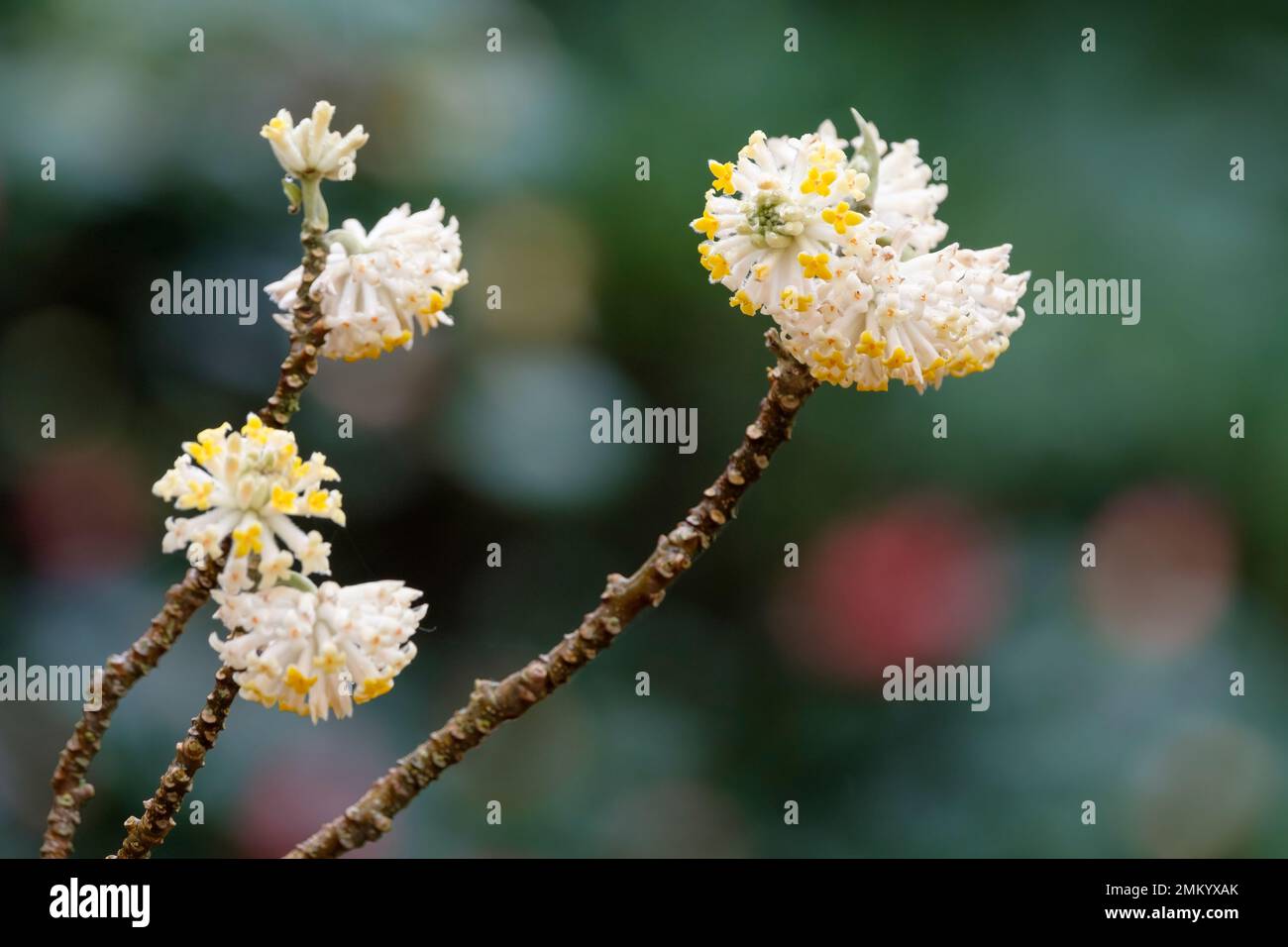 Edgeworthia chrysantha, paperbush, mitsumata, paper bush, Edgeworthia ...