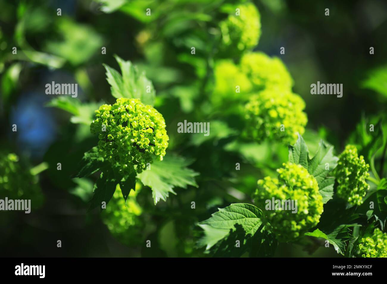 Spring nature background. Greenery trees and grasses on a sunny spring ...