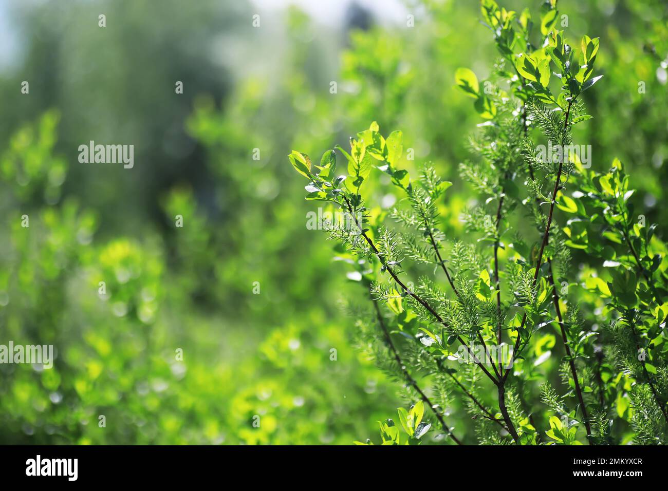 Spring nature background. Greenery trees and grasses on a sunny spring ...