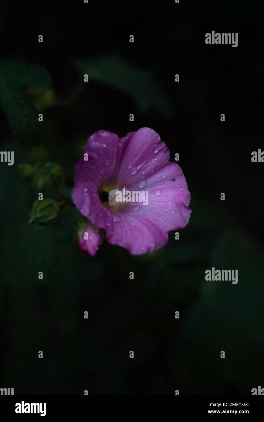 Mallow colour hi-res stock photography and images - Alamy