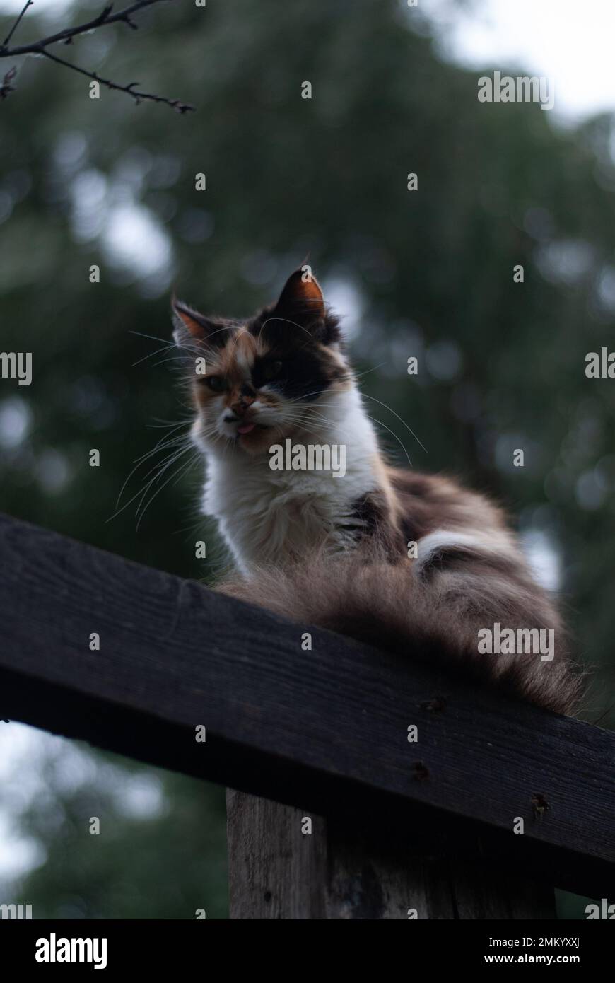 Cat is sitting on tree in the garden Stock Photo - Alamy