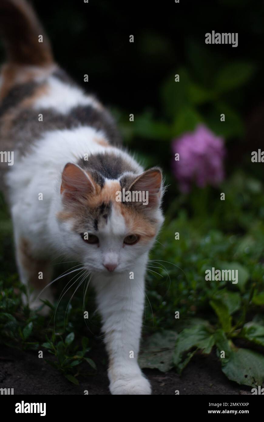 Little kitten walking outdoor hi-res stock photography and images - Alamy