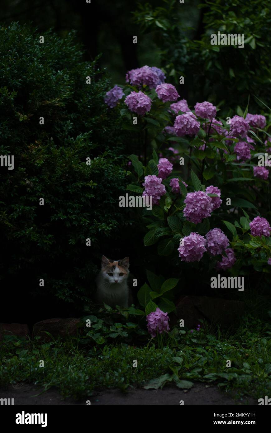 Cat in a bush of chrysanthemums Stock Photo - Alamy