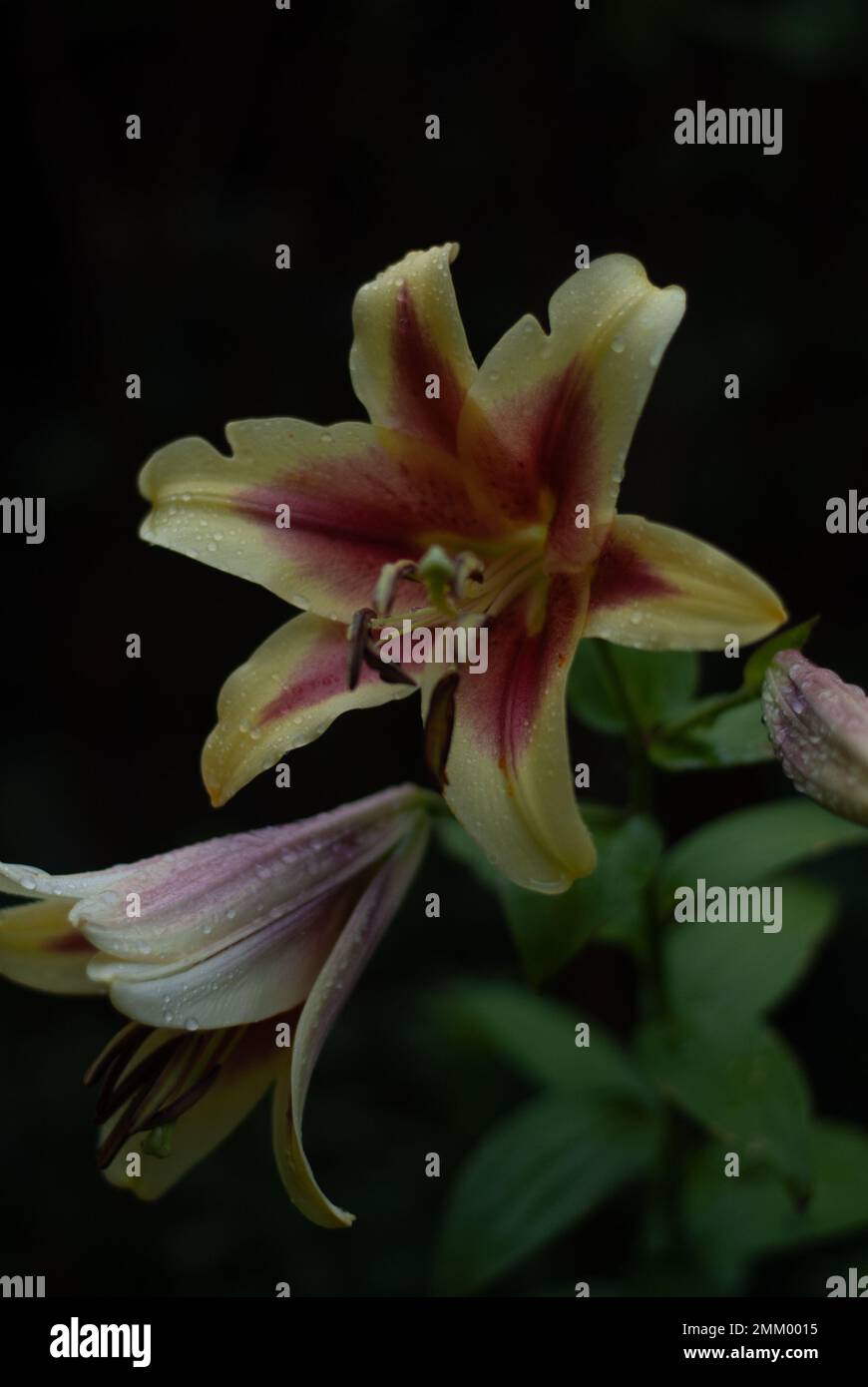 Greeny flower hi-res stock photography and images - Alamy