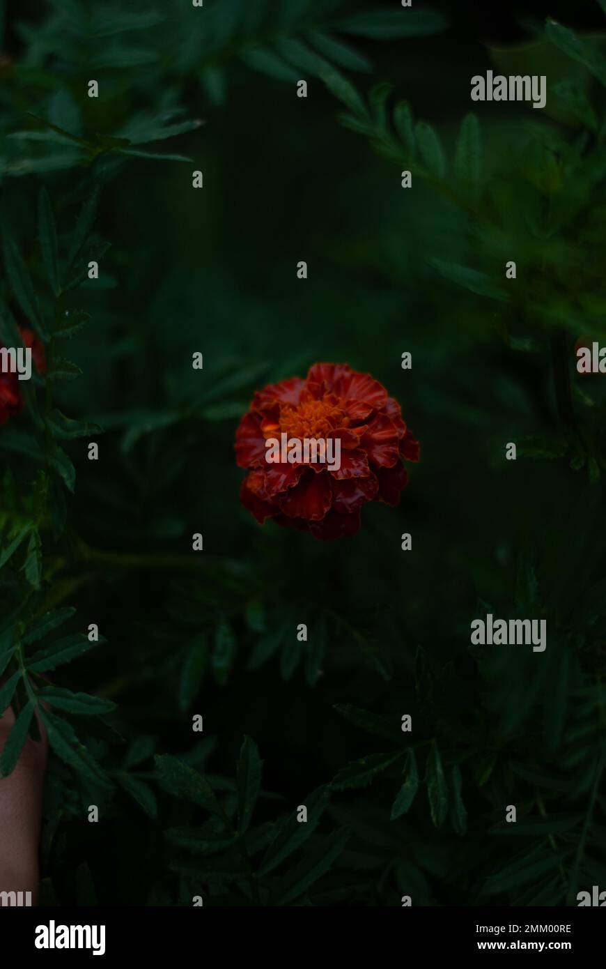 Mallow colour hi-res stock photography and images - Alamy