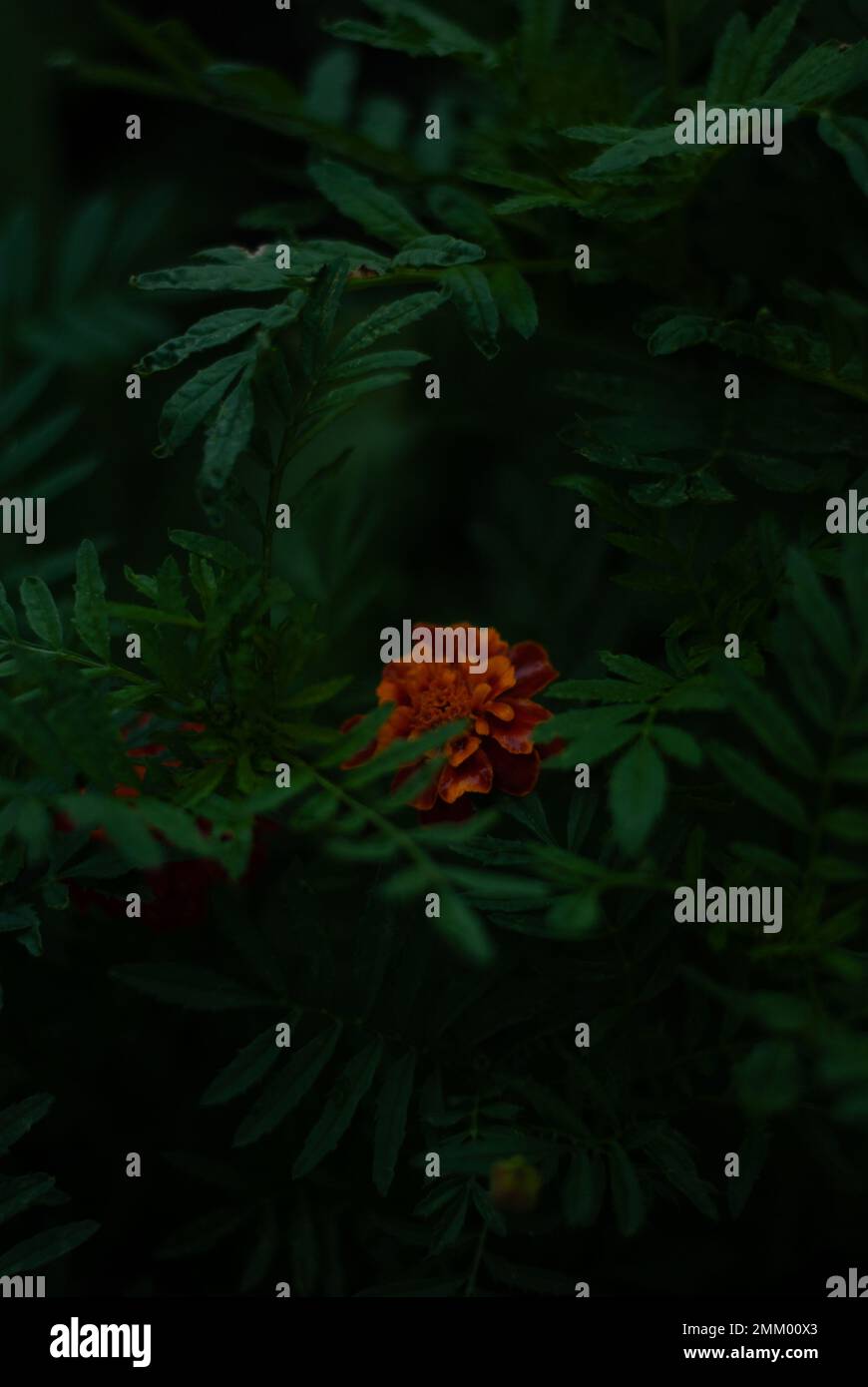 Mallow colour hi-res stock photography and images - Alamy