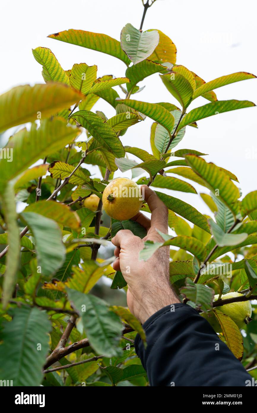 hands of a farmer picking a guava from the tree. vertical composition ...
