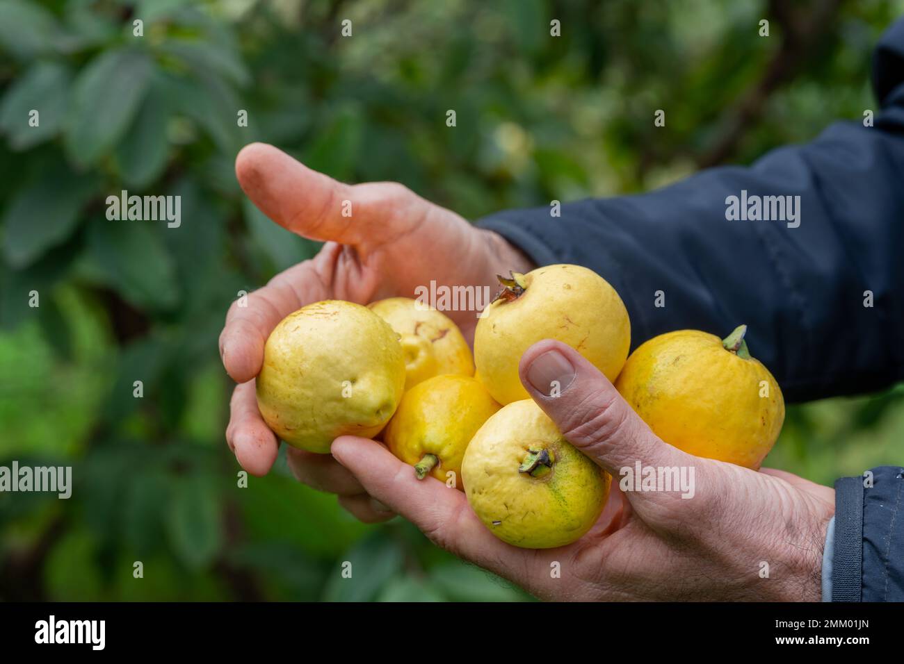Picking guava hi-res stock photography and images - Alamy
