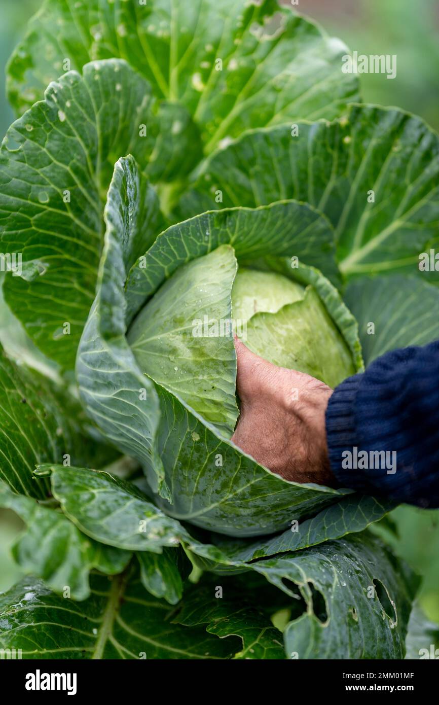 hands of a farmer picking a white cabbage. close up. vertical ...