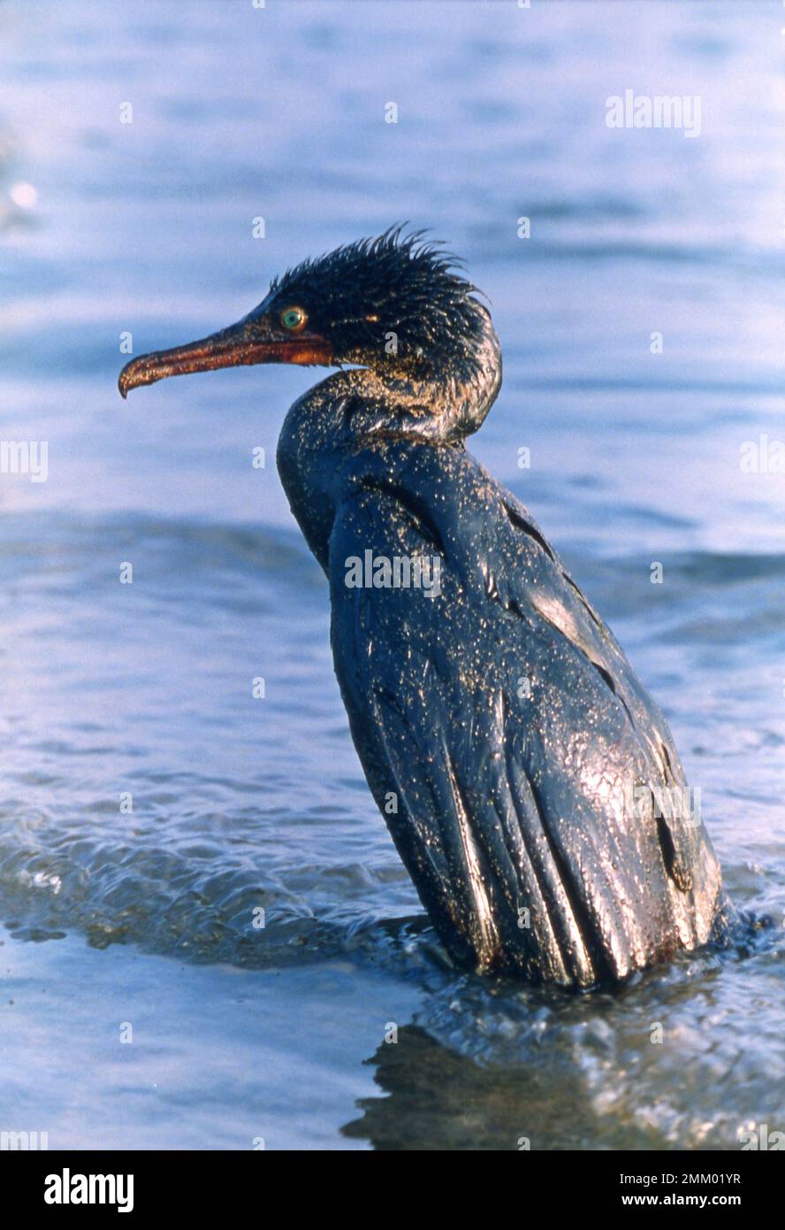 An oil-covered cormorant shivers on a beach in Khafji, Saudi Arabia on ...