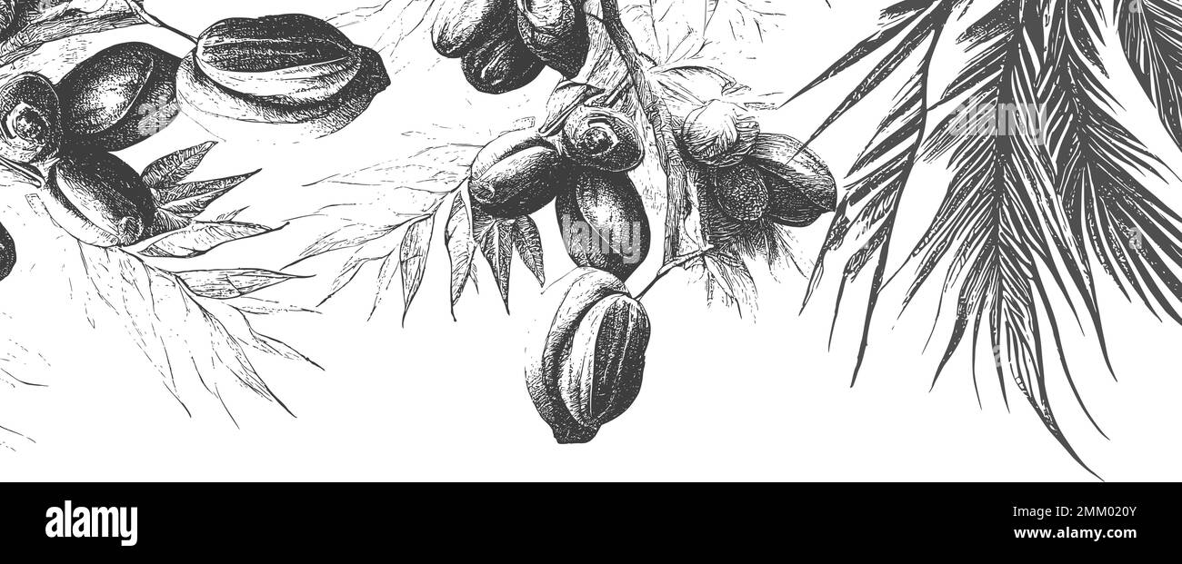 Ink drawn dates with leaves. Ripe fruits hang from the branches.Border ...