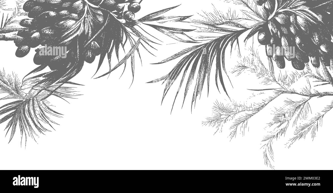 Dry sugar palm leaves Black and White Stock Photos & Images - Alamy