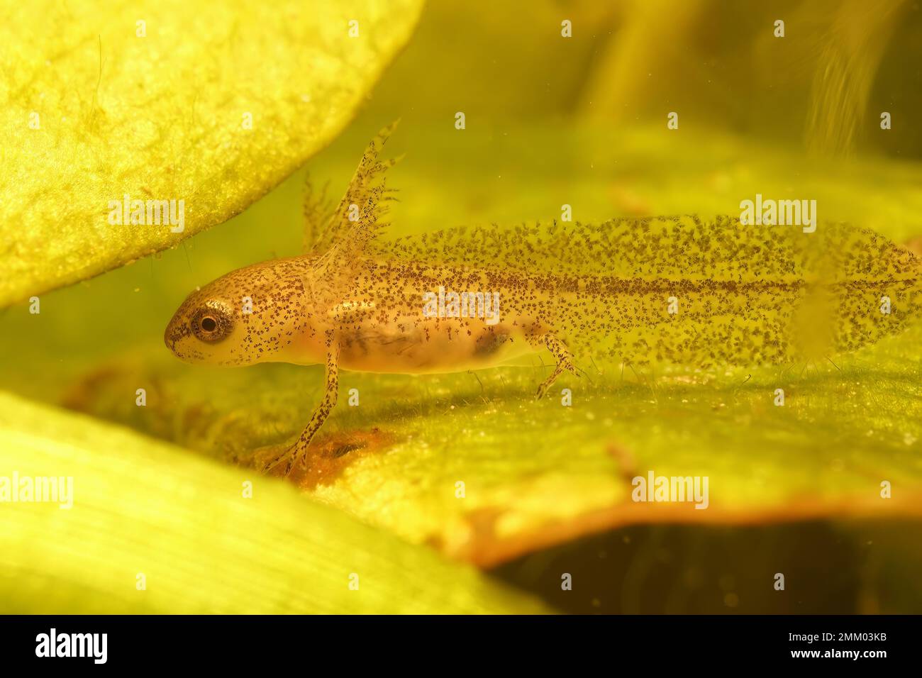 Aquatic larvae hi-res stock photography and images - Alamy