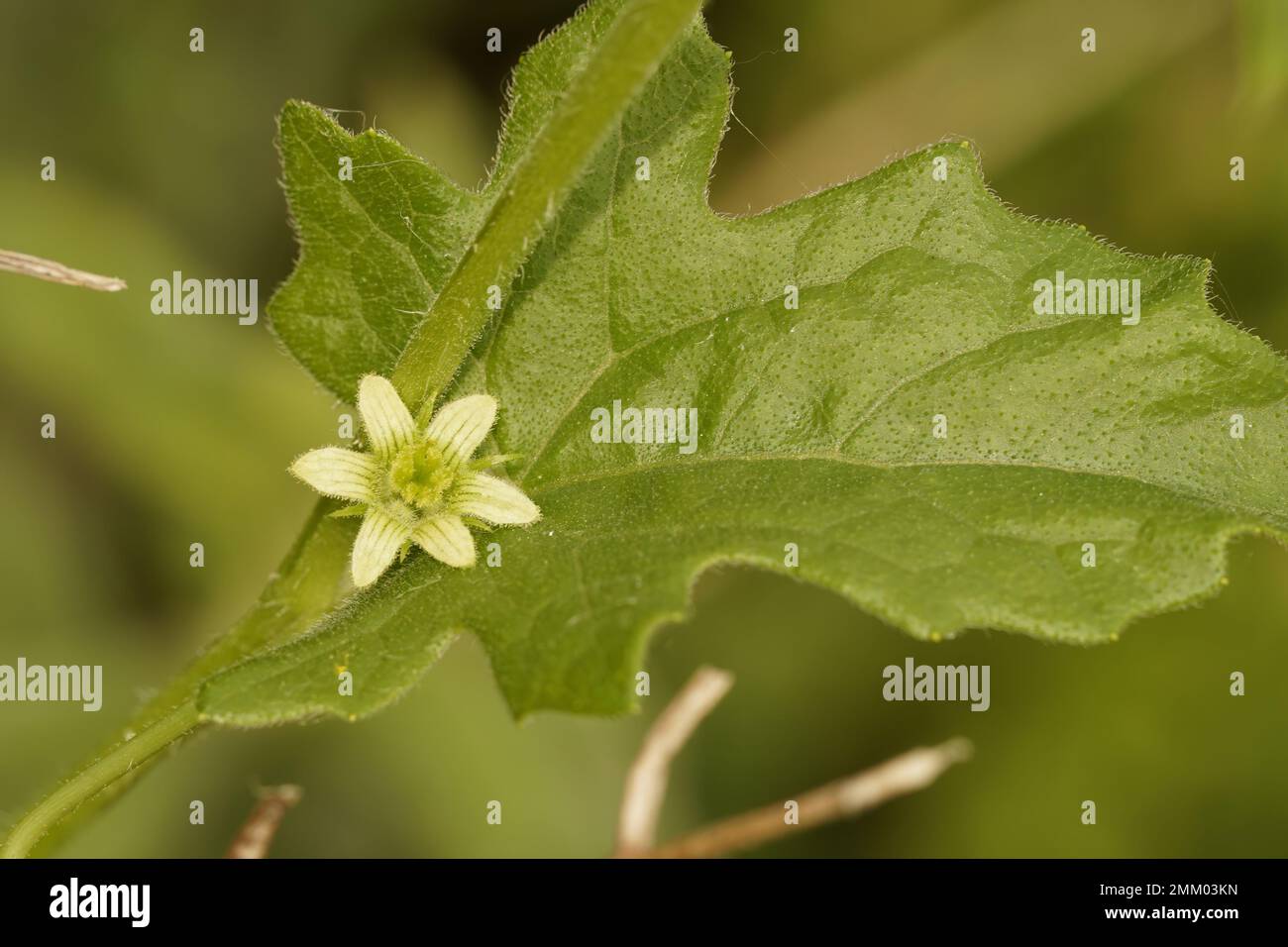 Natural closeup on a small yellow-green flower of white bryony, English ...