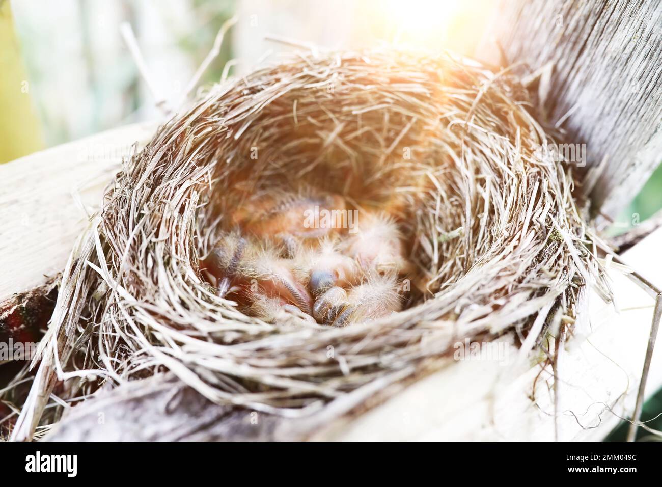 Bird's nest with offspring in early summer. Eggs and chicks of a small ...