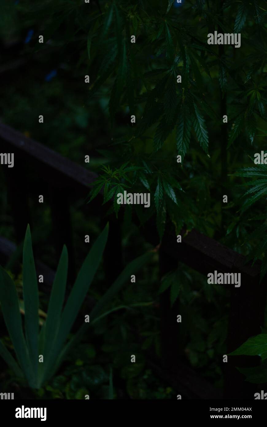 Fresh green cannabis plants hi-res stock photography and images - Alamy