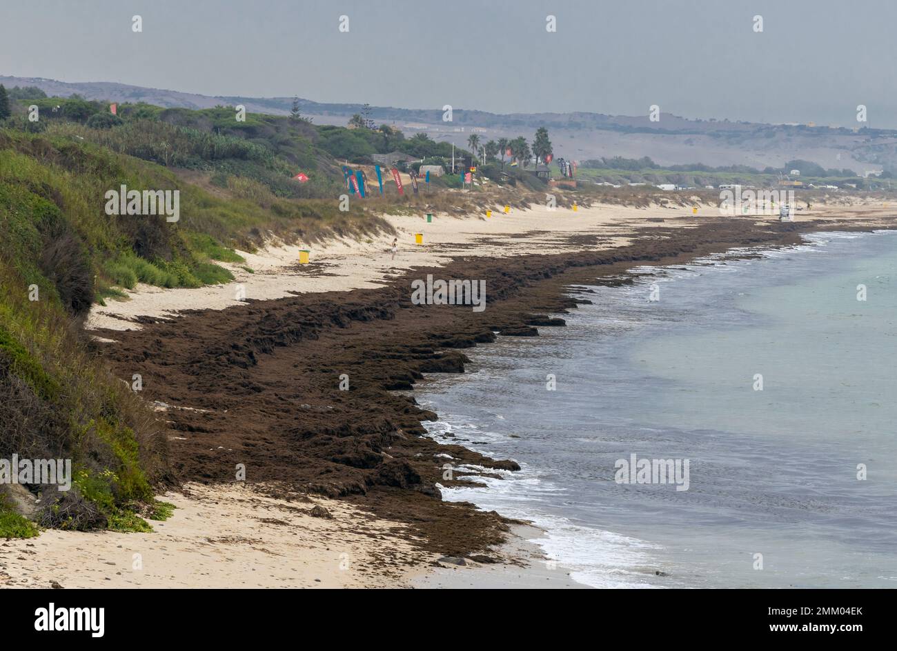 The invasive macroalga Rugulopteryx okamurae piled on the shore of a ...