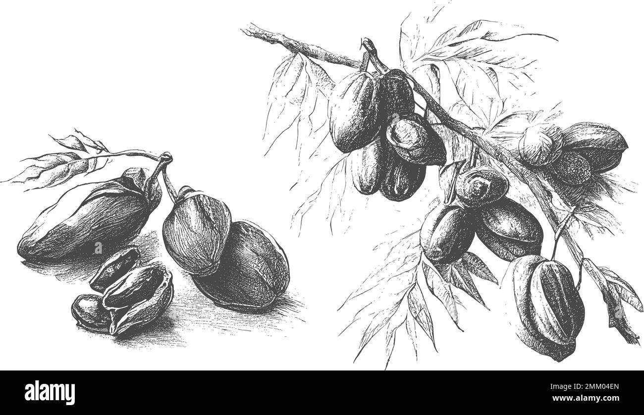 Ink drawn dates with leaves. Ripe fruits hang from the branches.Border ...