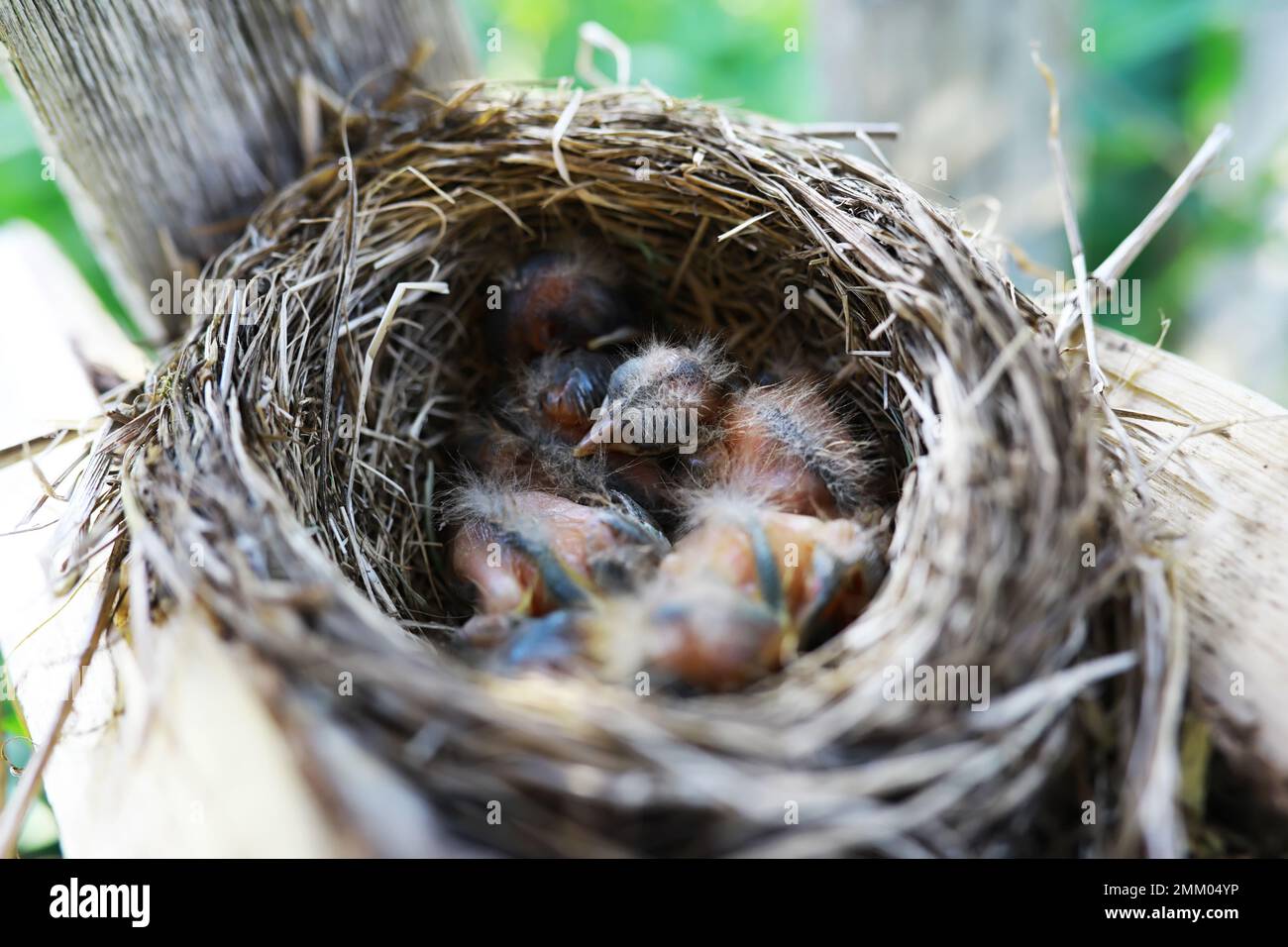 Bird's nest with offspring in early summer. Eggs and chicks of a small ...