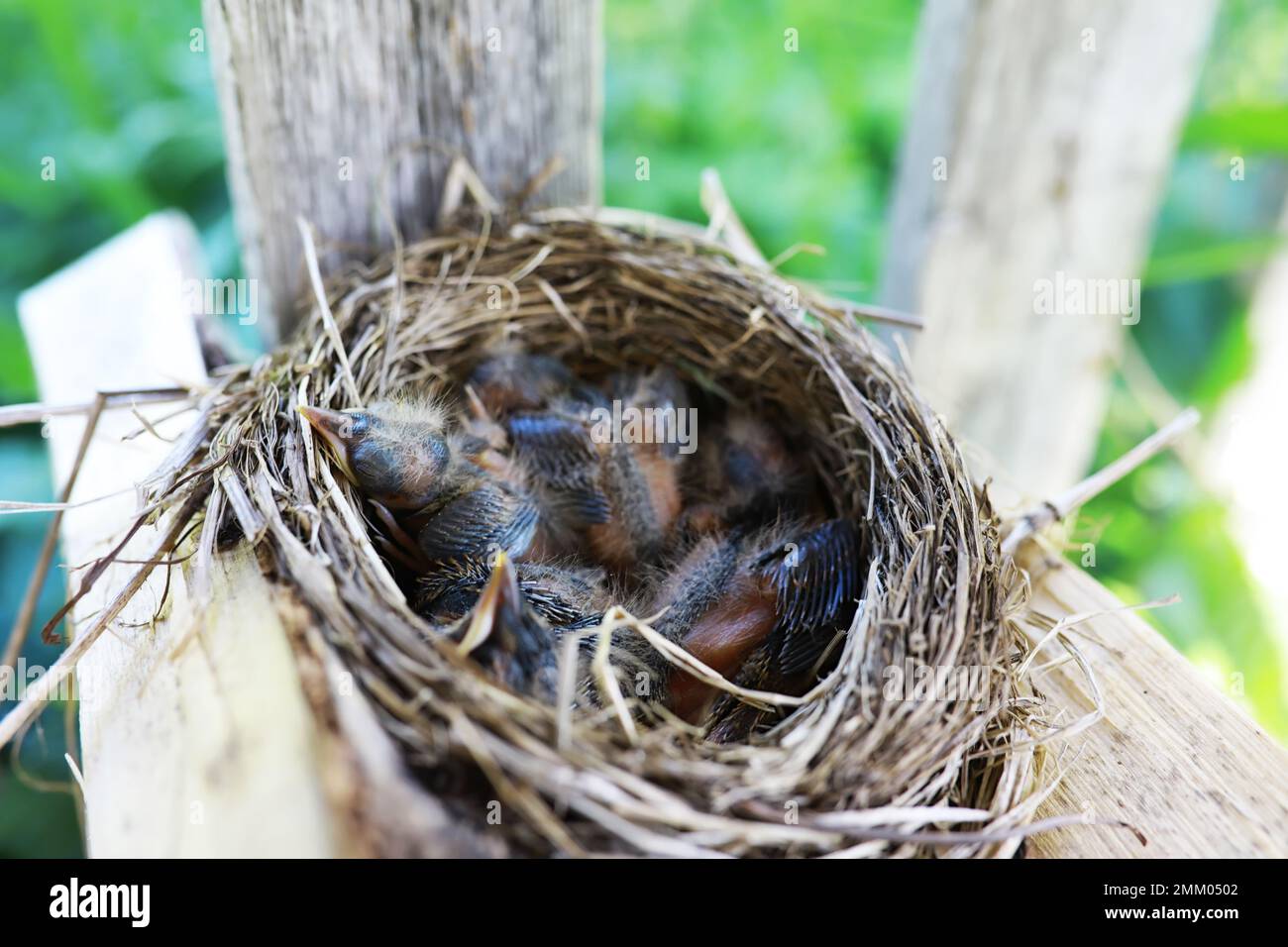 Bird's nest with offspring in early summer. Eggs and chicks of a small ...