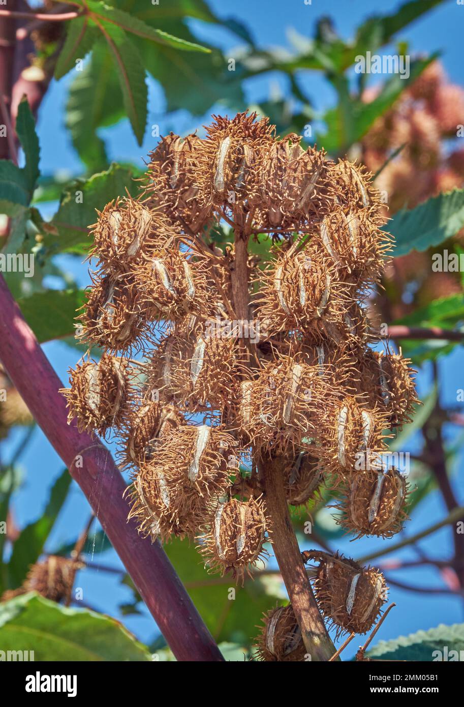 Miracle Fruit Flower