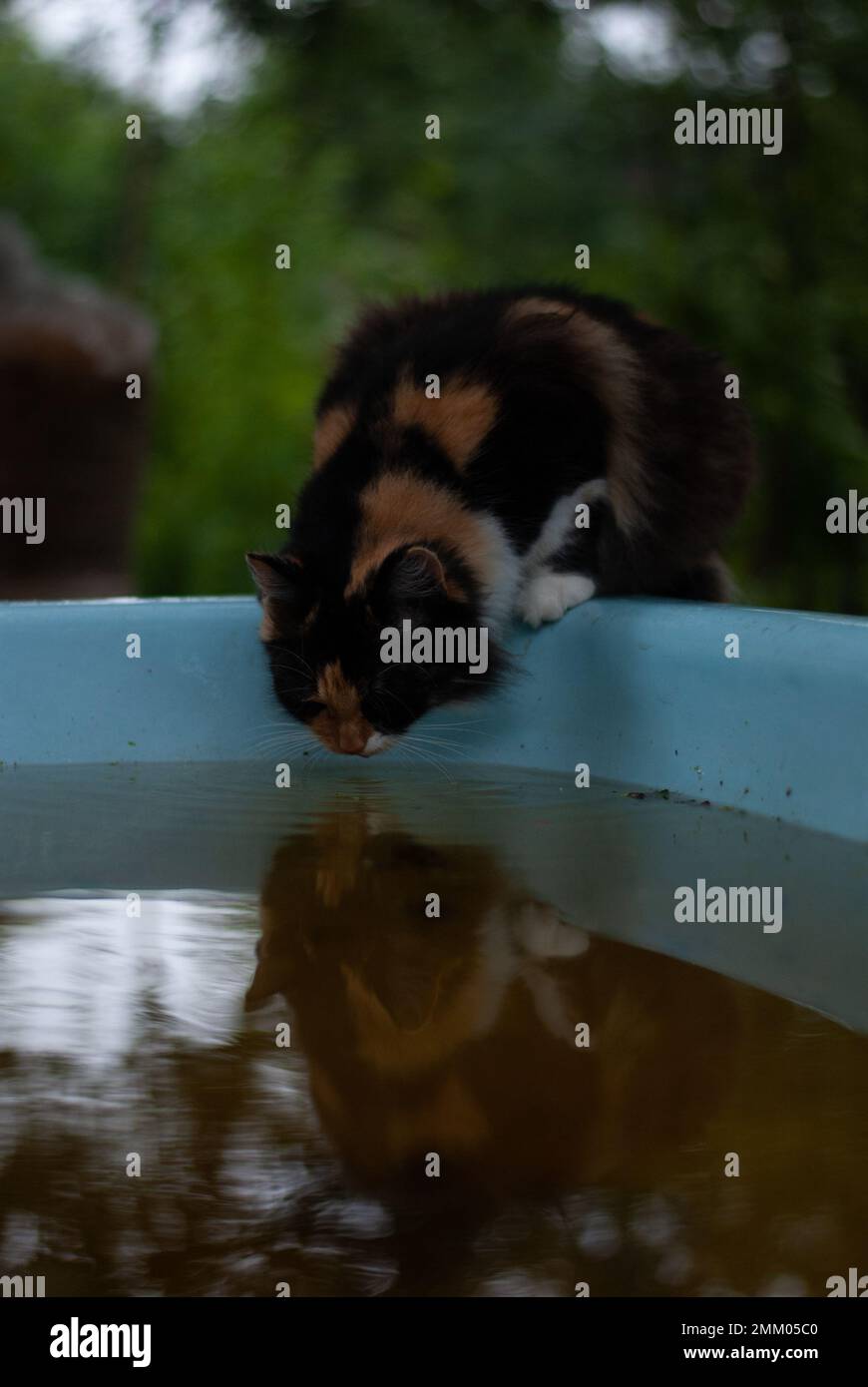 View on cat over the basin with water Stock Photo - Alamy