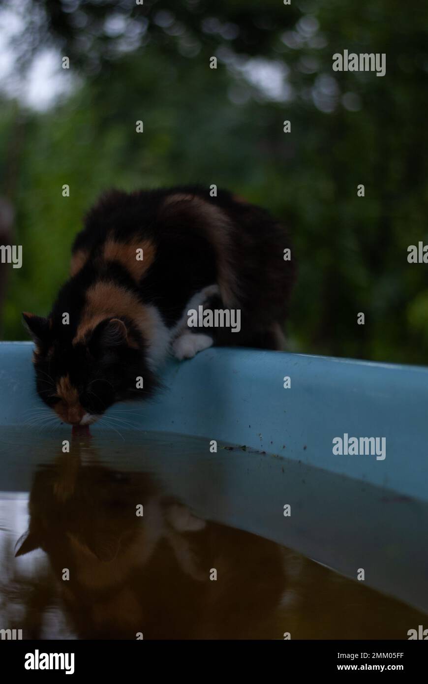 Cat over the basin in the garden Stock Photo - Alamy