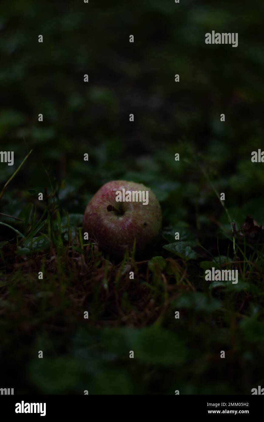 Ground apple hi-res stock photography and images - Alamy