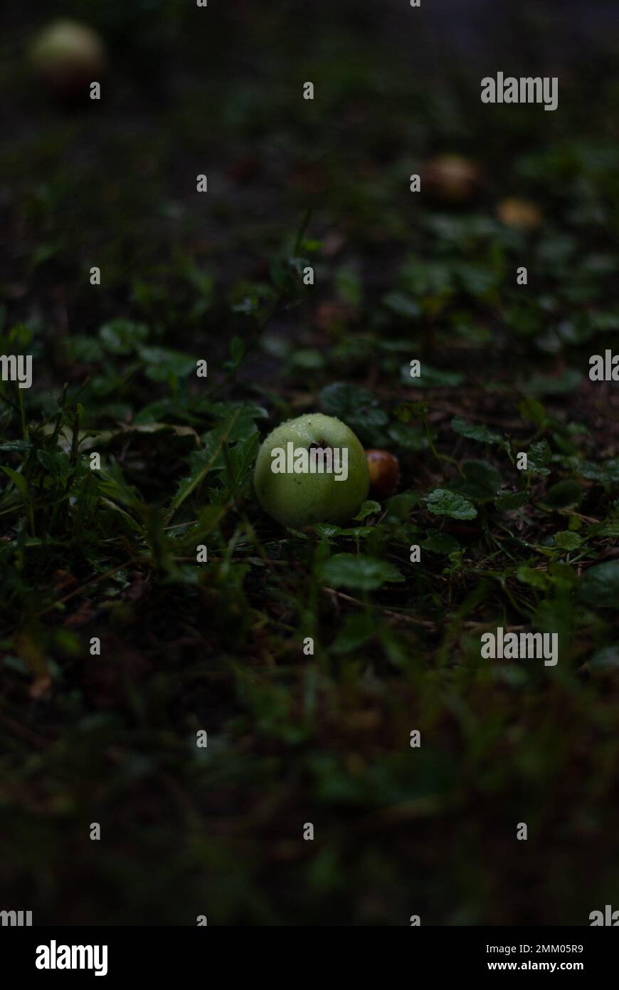 Ground apple hi-res stock photography and images - Alamy