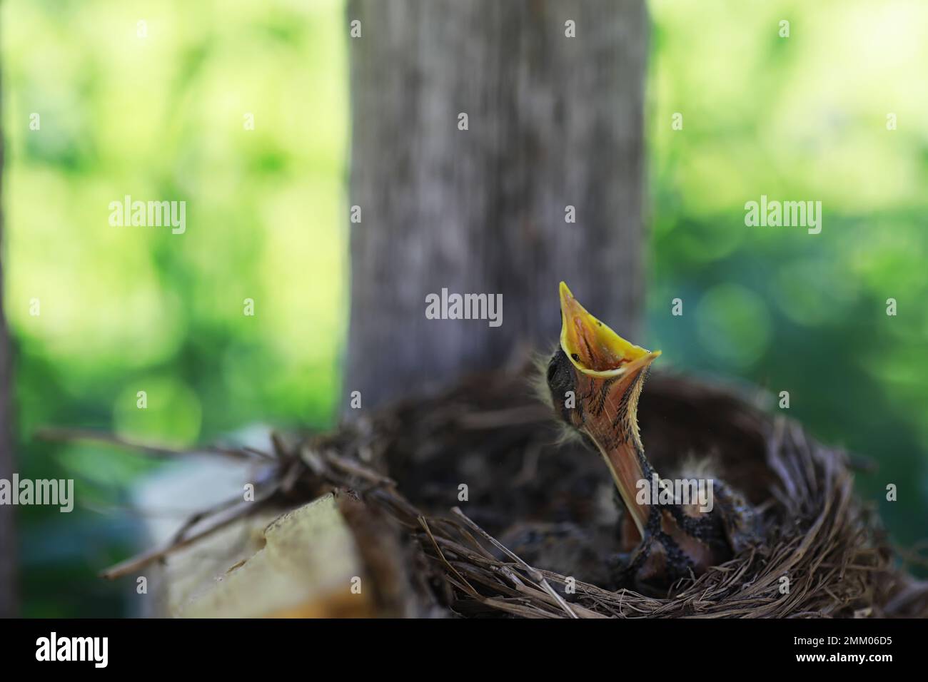 Bird's nest with offspring in early summer. Eggs and chicks of a small ...