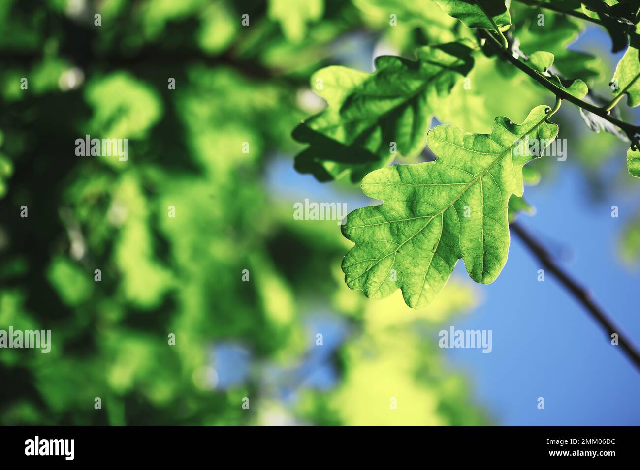 Spring nature background. Greenery trees and grasses on a sunny spring ...