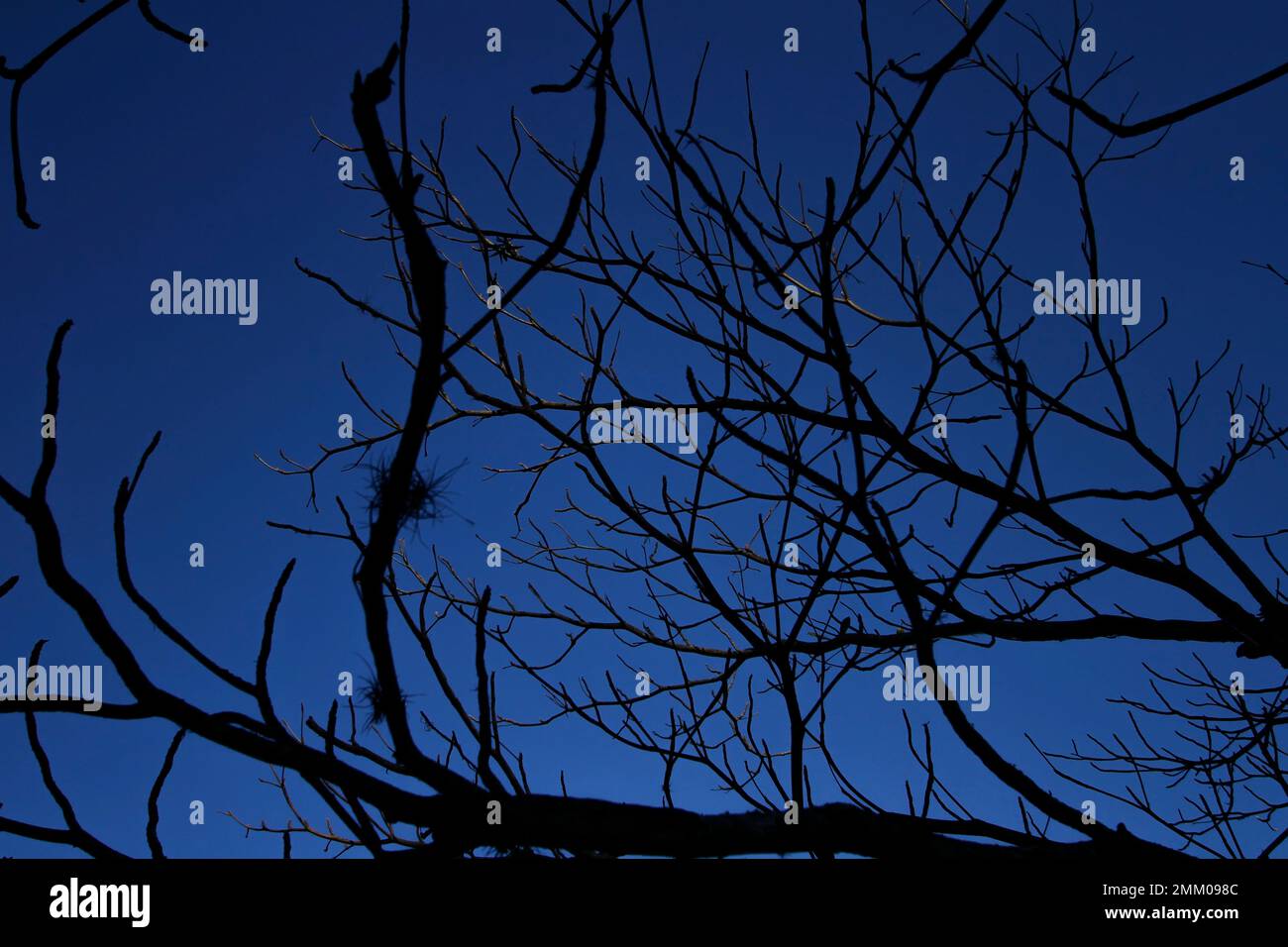 Dark tangled forest night hi-res stock photography and images - Alamy