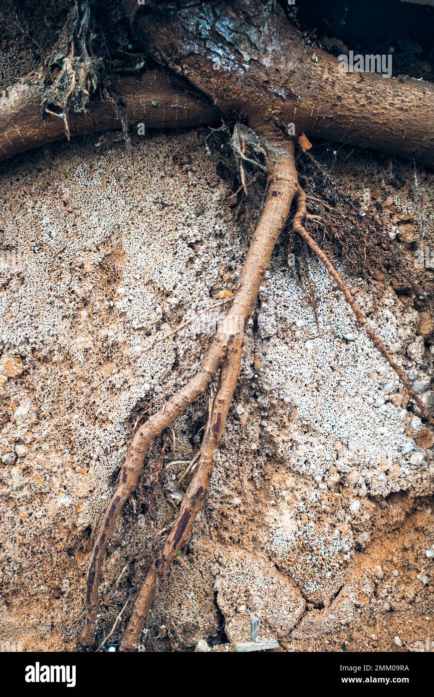Old tree roots against a concrete wall Stock Photo - Alamy